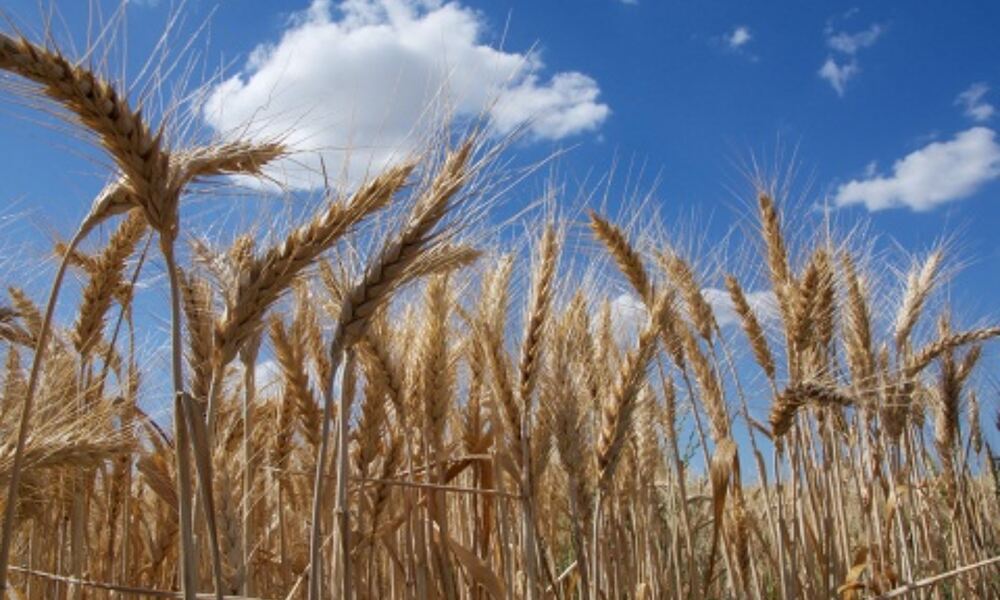 Latest wheat assembly now available in Ensembl | EMBL’s European ...