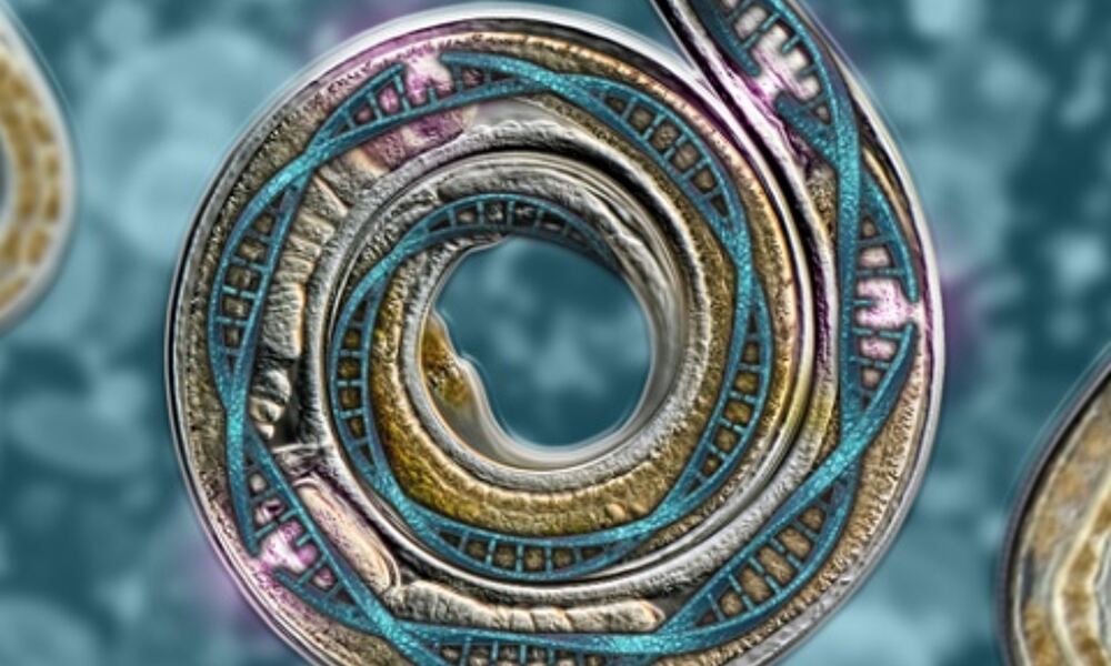 DNA damage and faulty repair jointly cause mutations | EMBL’s European ...