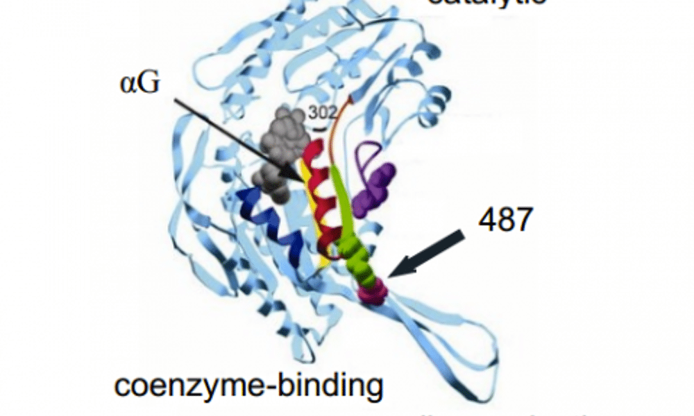 aldehyde dehydrogenase