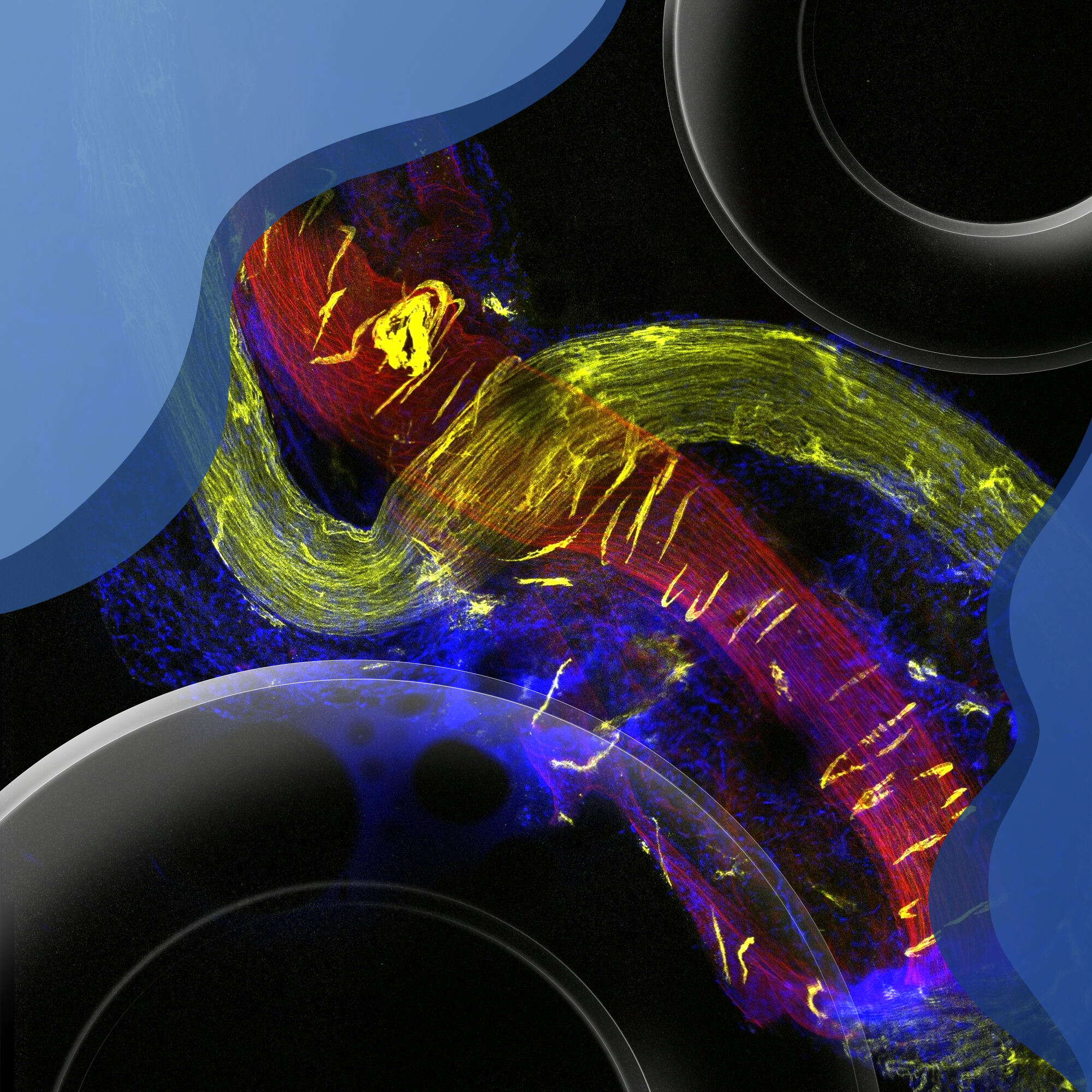 EMBL Rome is an epigenetics and neurobiology centre | EMBL.org