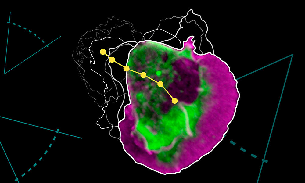 Cell Biology and Biophysics | EMBL.org