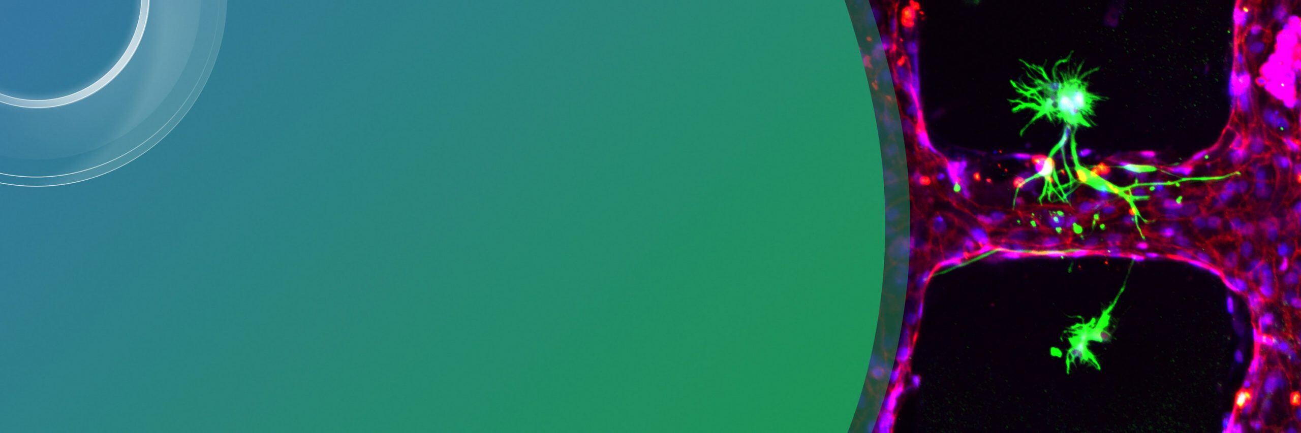 Cellular and Multicellular Dynamics | EMBL.org