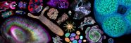 The World Of Molecular Biology EMBL